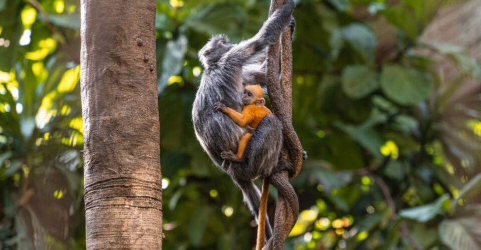 27 Remarkable Animal Species Found In Cambodia's Mangroves