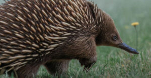 27 Extraordinary Animals That Stand Alone in Their Species