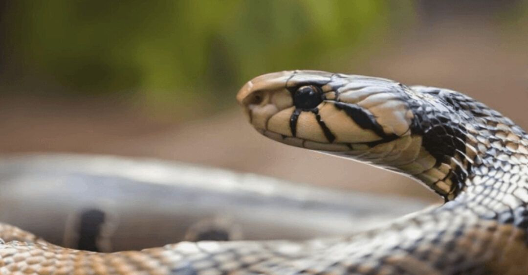 28 Charming Snake Facts That'll Win You Over