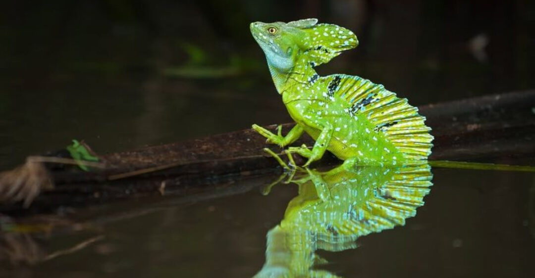 10 Animals That Did Not Exist 100 Years Ago And 5 That Have Been Around ...