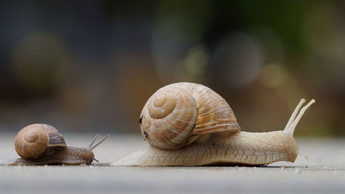 28 Surprising Snail Facts You Should Know