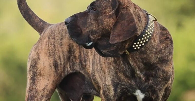 28 Most Intimidating Dog Breeds That Will Keep Intruders At Bay