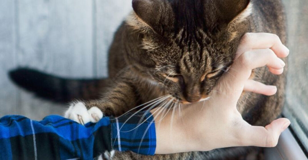 28 Must-Know Cat Discipline Tips Every Owner Should Master