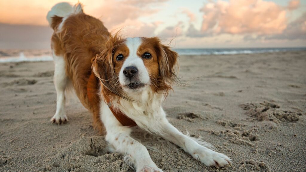 29 Weird Dog Breeds I Bet You've Never Heard Of Before