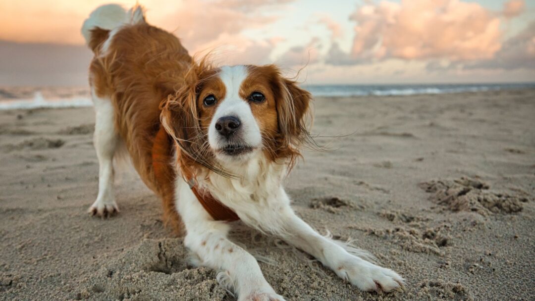 29 Weird Dog Breeds I Bet You've Never Heard Of Before