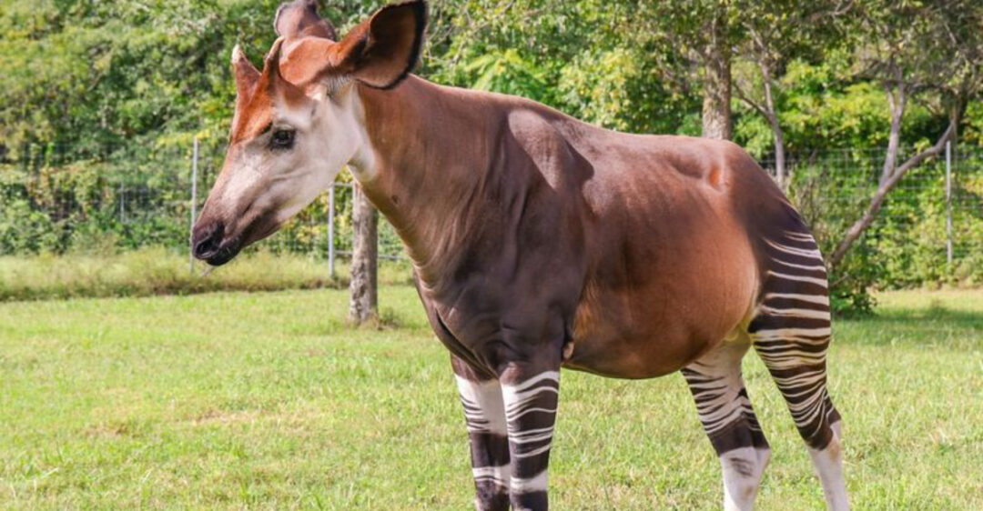 29 Species That Have Evolved In The Most Astonishing Ways