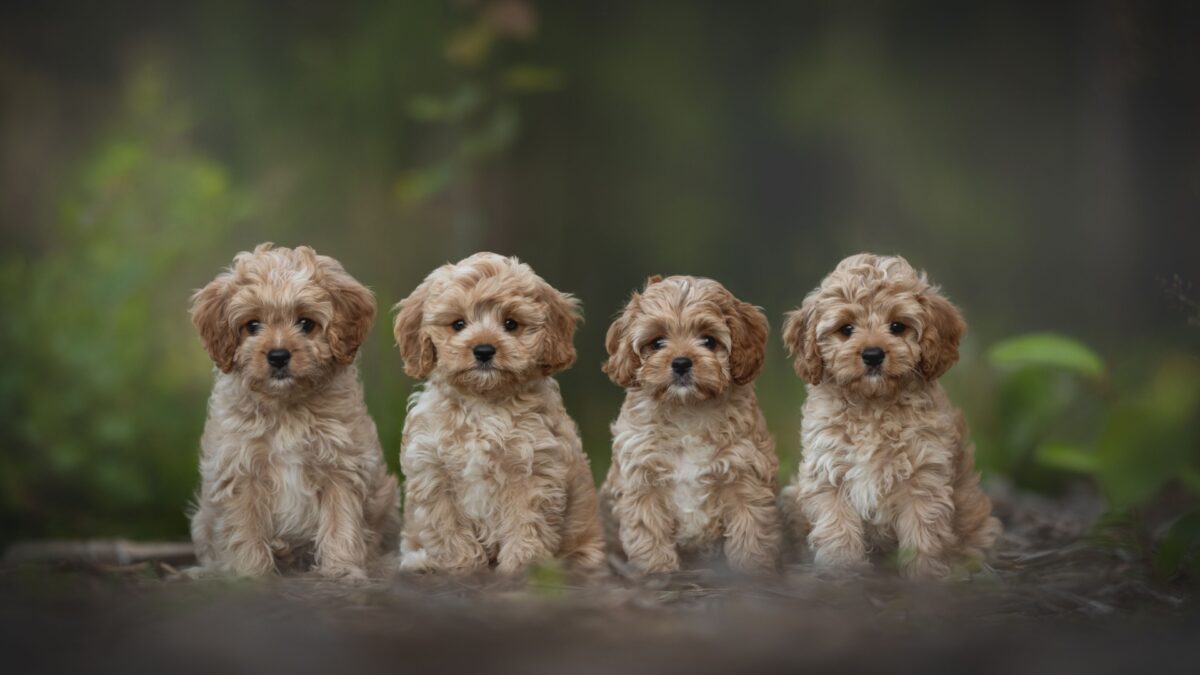 14 Smartest And Cutest Doodle Breeds For Every Kind Of Owner