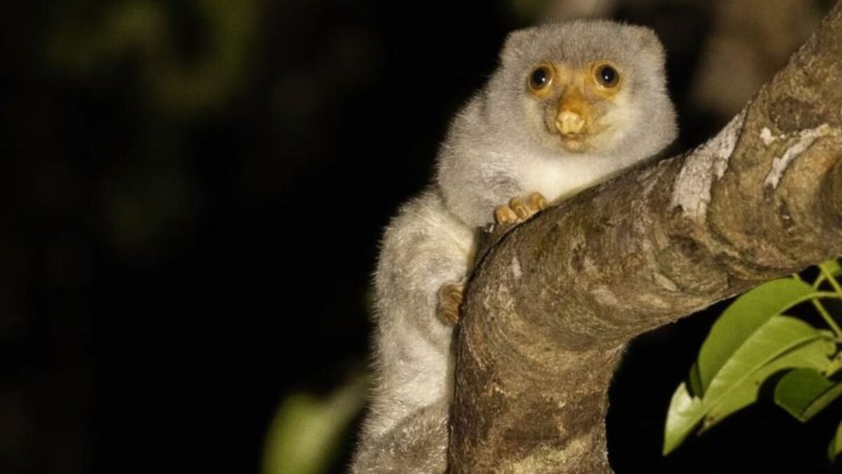 30 Legendary Cryptids That Turned Out To Be Real - Animalko