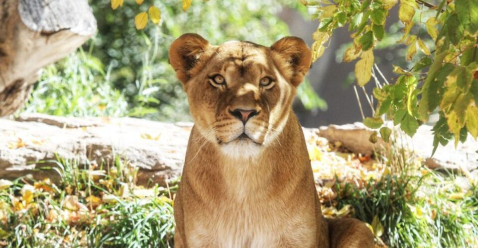 30 Wildly Amazing Zoos Across The U.S. You’ll Want To See In Person