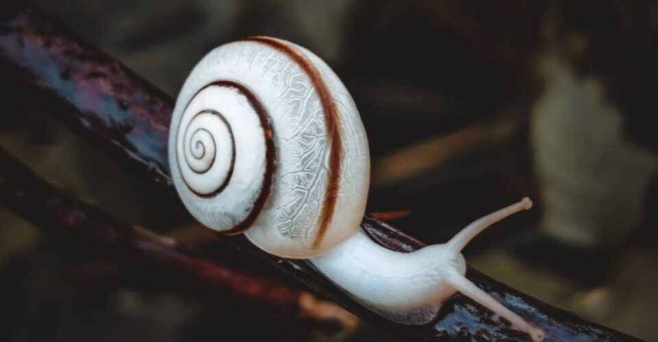 30 Fun Snail Facts That Will Surprise You