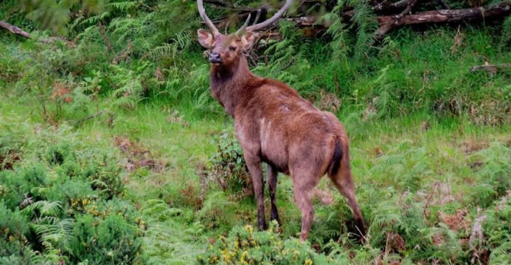 31 Fascinating Animal Habitat From Deserts To Rainforests