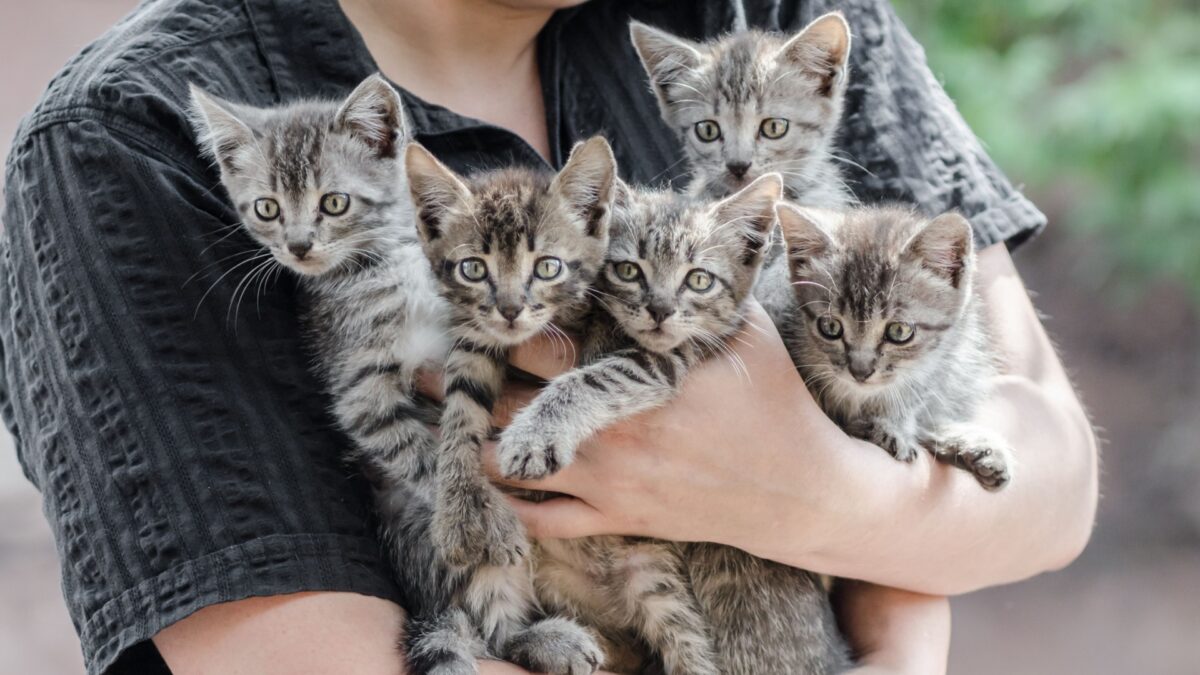 32 Interesting Similarities Between Humans And Animals