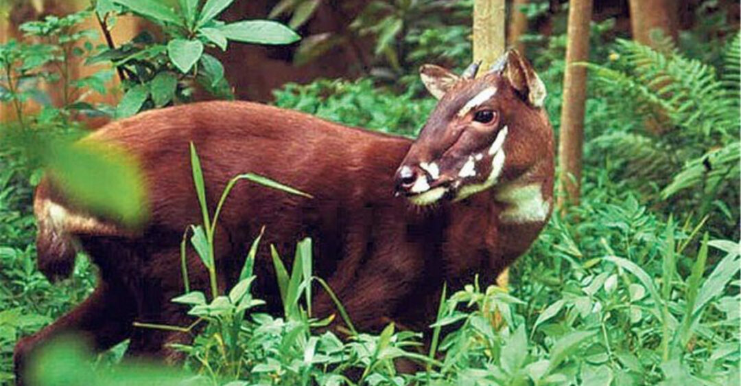 32 Mythical Cryptids That Were Actually Real