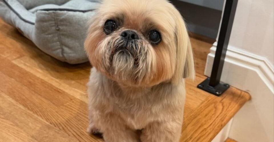 34 Dog Breeds That Are Known For Their Gentle Temperament - Animalko