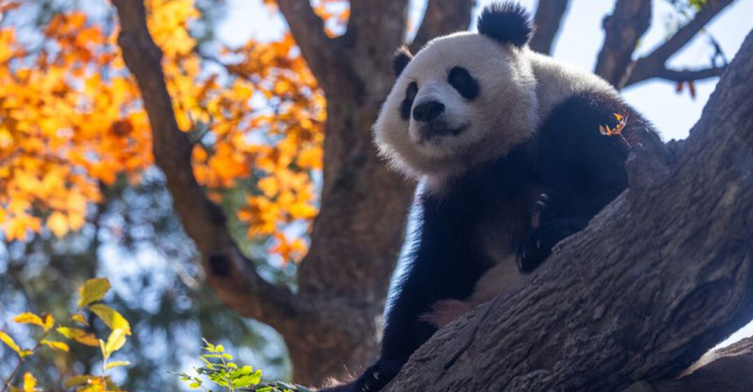 34 Of The Most Majestic And Awe-inspiring Animals On Earth