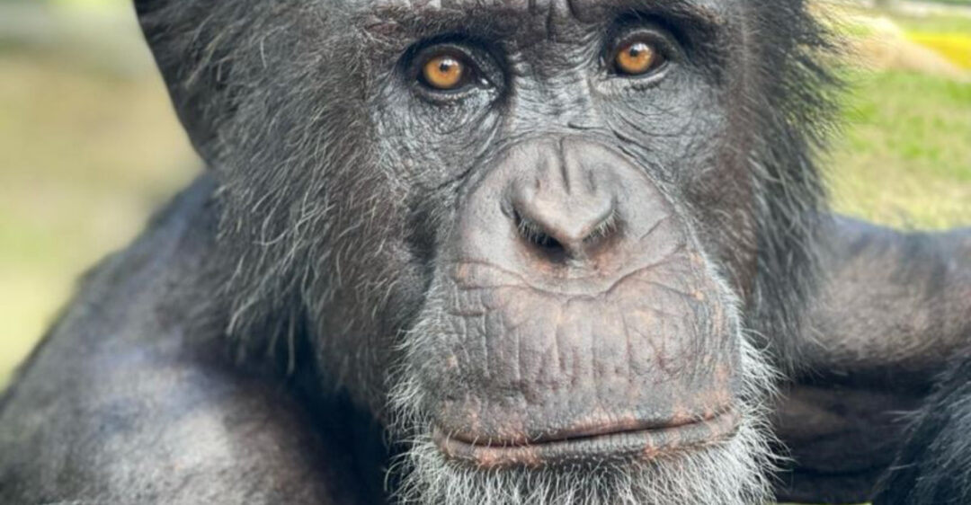 34 Surprising Ways Humans And Animals Are More Alike Than You Think