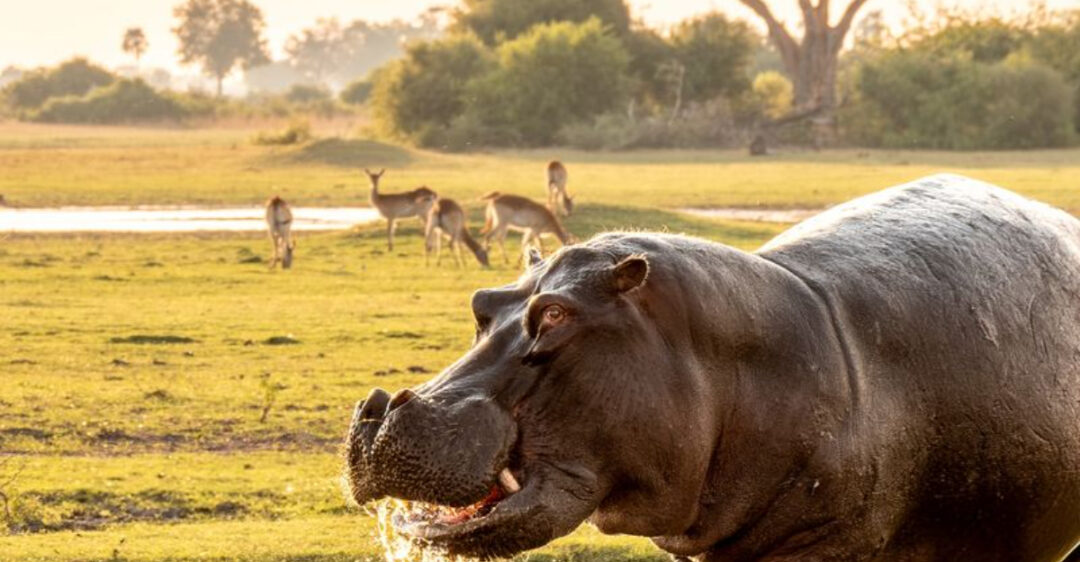 38 Supersized Animals That Dominate The Earth Today