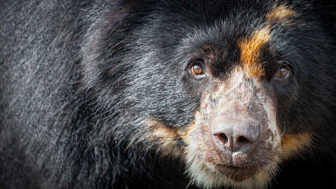 5 Most Peaceful And 5 Most Dangerous Bears You’ll Find In North America ...