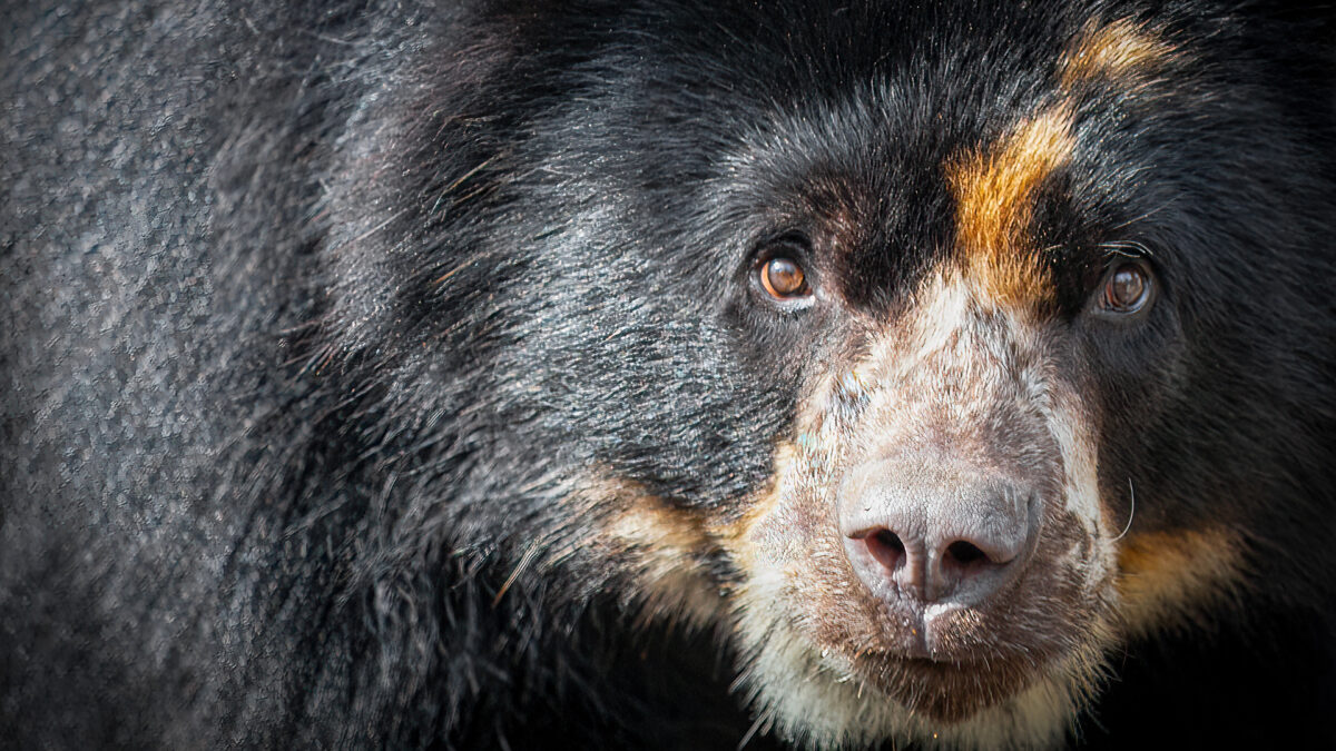 5 Most Peaceful And 5 Most Dangerous Bears You’ll Find In North America ...