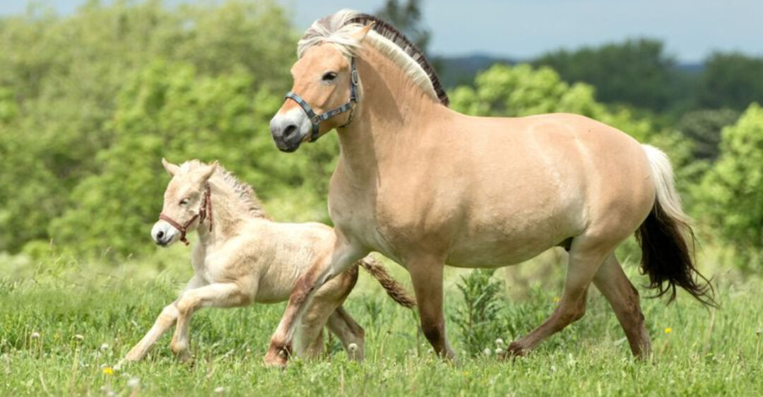 7 Horse Breeds That Excel In Trick Training