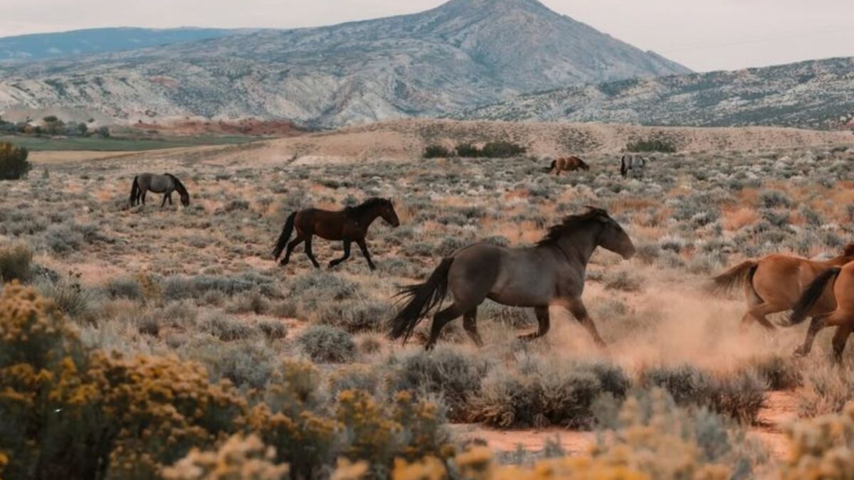 7 Places Left In America Where You Can Still See Wild Horses - Animalko