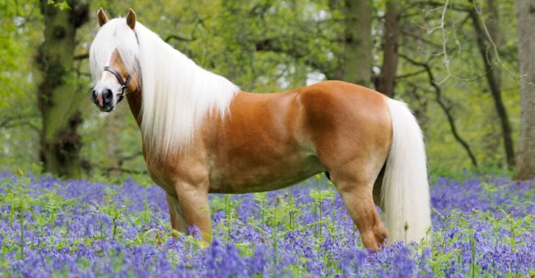 7 Stunning Horse Breeds With Long Manes