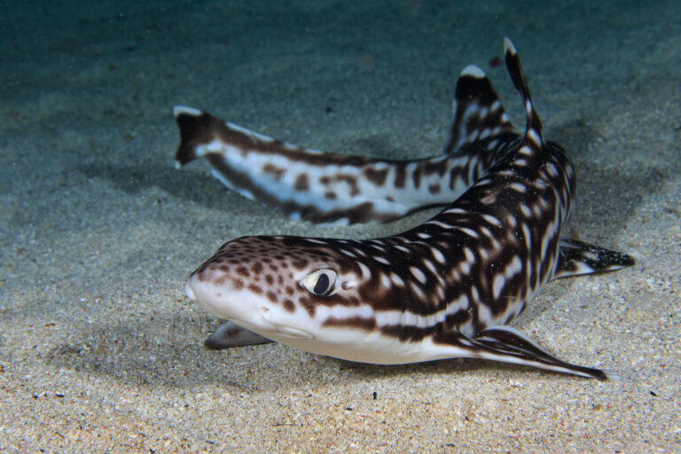 8 Cutest Sharks That You Can Actually Keep In Your Tank (You Read That ...