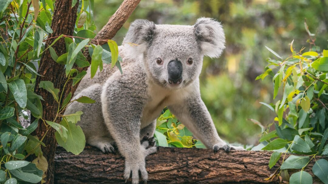 9 Animals That Are The Last Of Their Species