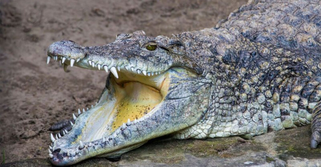 9 Crocodile Species That Pose The Greatest Danger To Humans