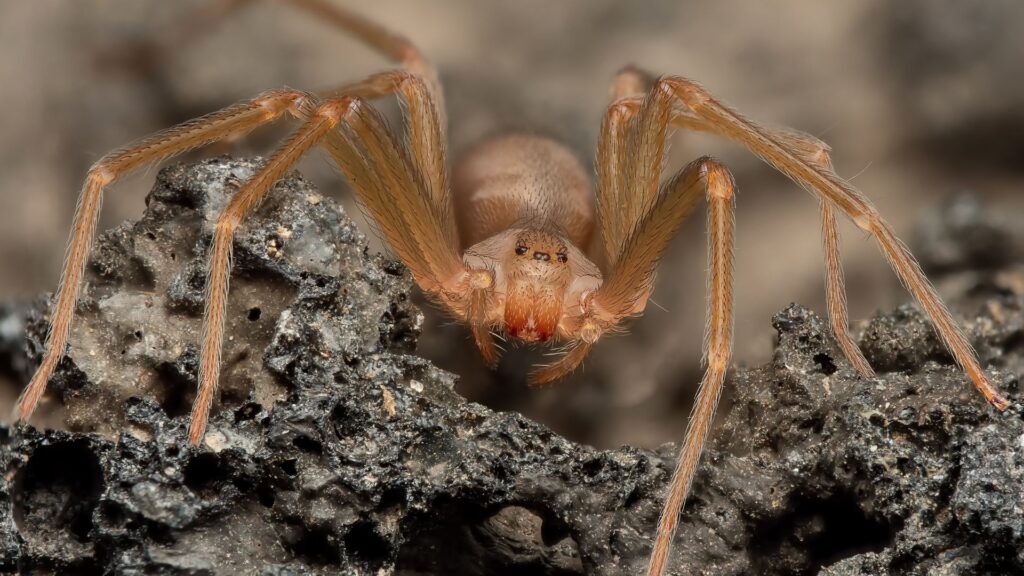 9 Of The Most Dangerous Spiders Ranked By Their Venom Strength