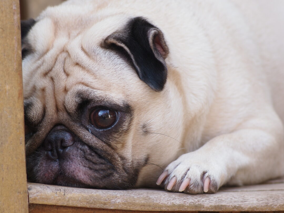 9 Ways To Help Your Pet Mourning The Loss Of Another Pet