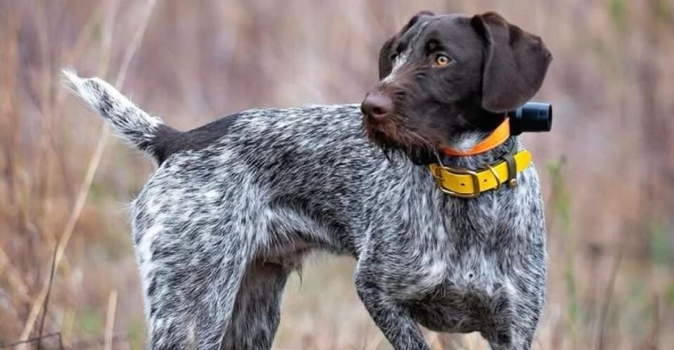 9 Adorable Pointer Dog Breeds That Will Steal Your Heart