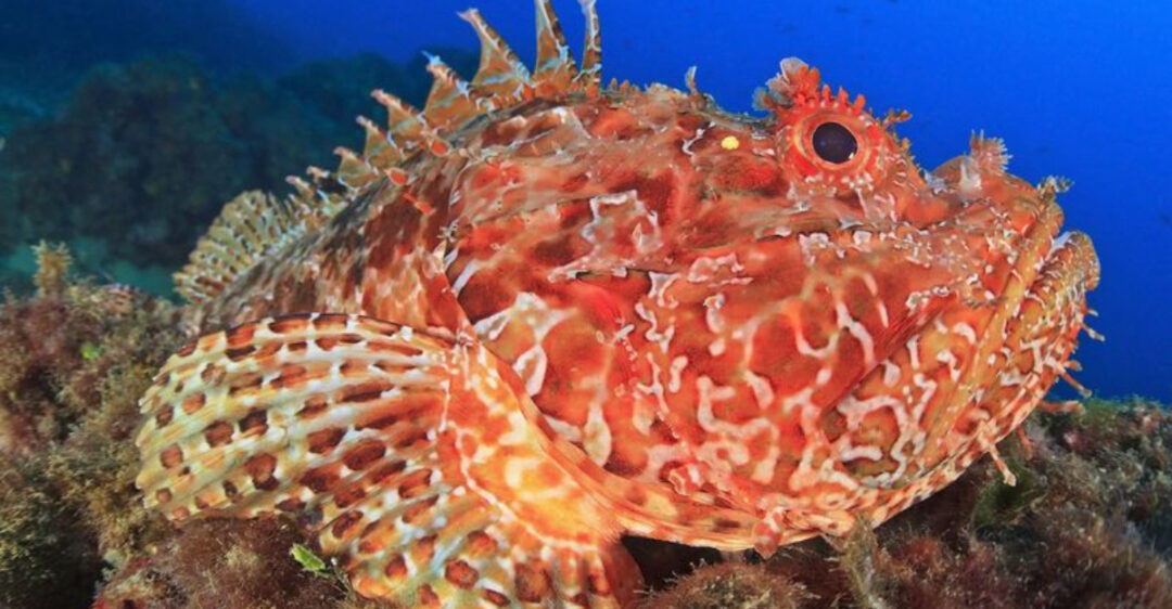 13 Beautiful Fish With The Most Unusual Fins
