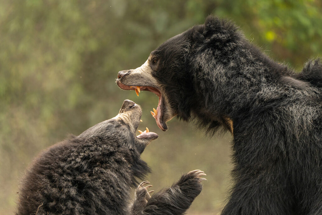 5 Most Peaceful And 5 Most Dangerous Bears You’ll Find In North America ...