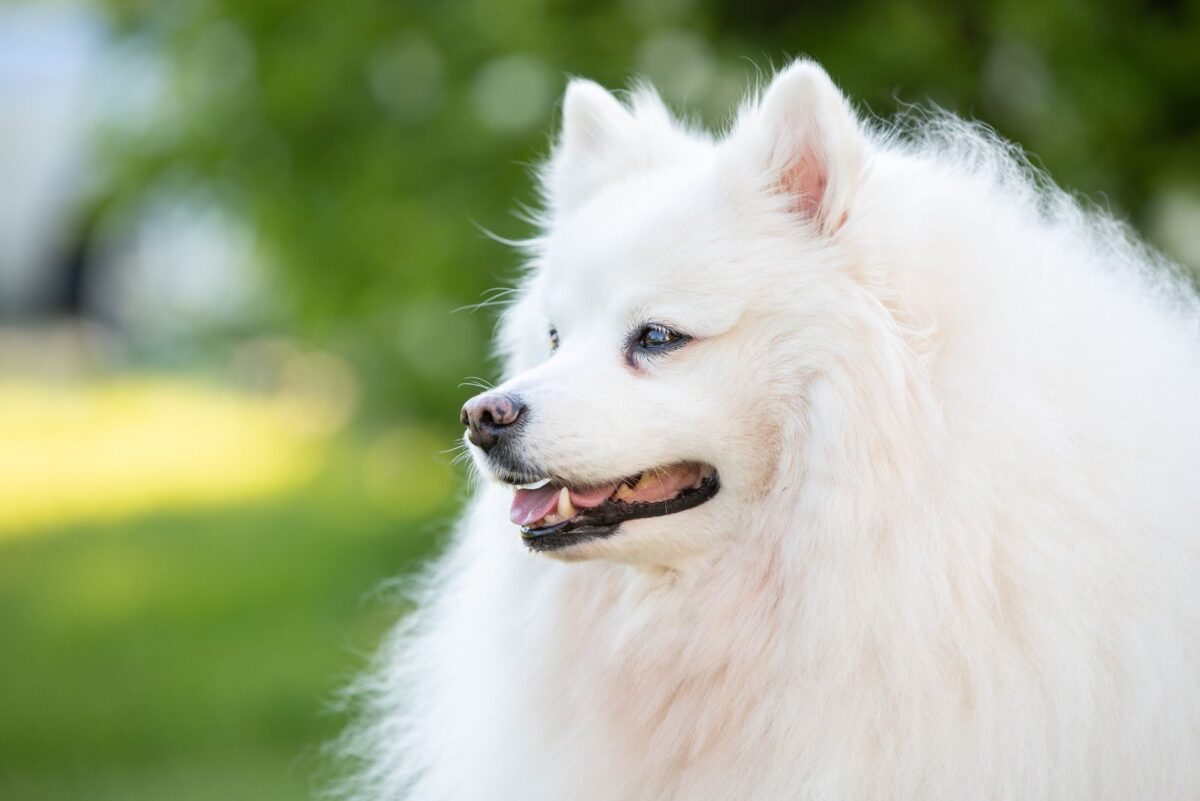 13 Stunning White Dog Breeds And Tips To Keep Them Clean