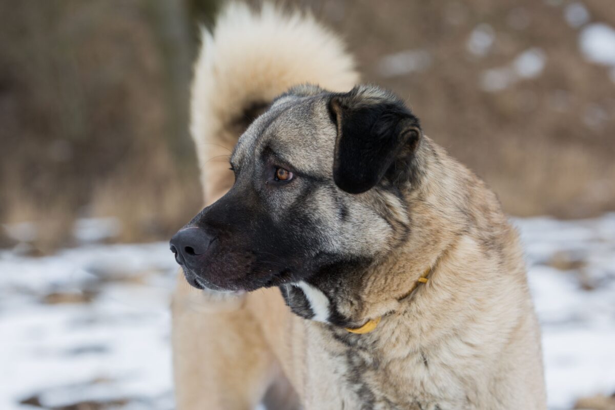17 Giant Dog Breeds With The Most Gentle Temperaments