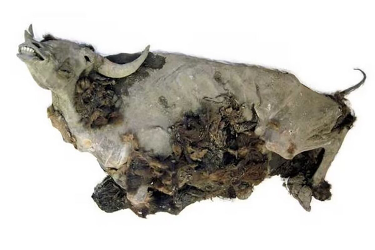 9 Ancient Animals Preserved Perfectly In Ice