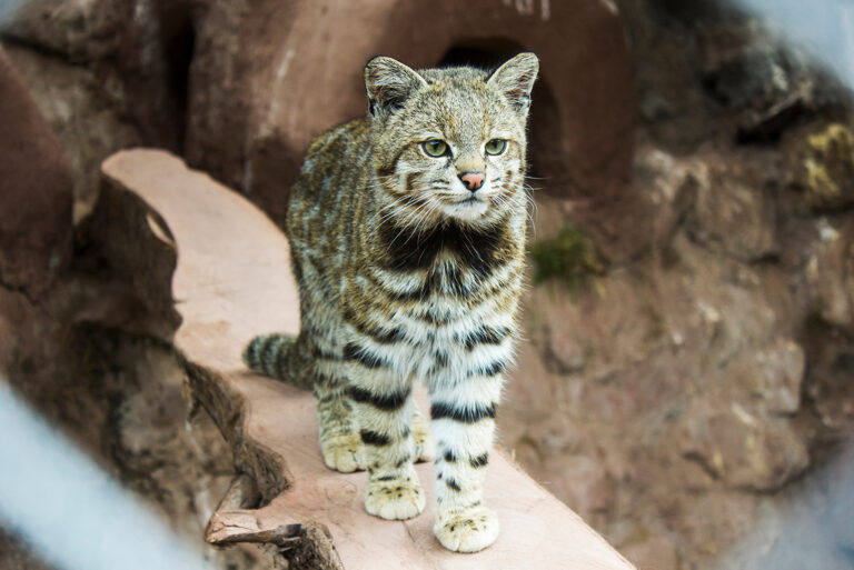 9 Rare And Mysterious Big Cats That Are Hard To Find In The Wild