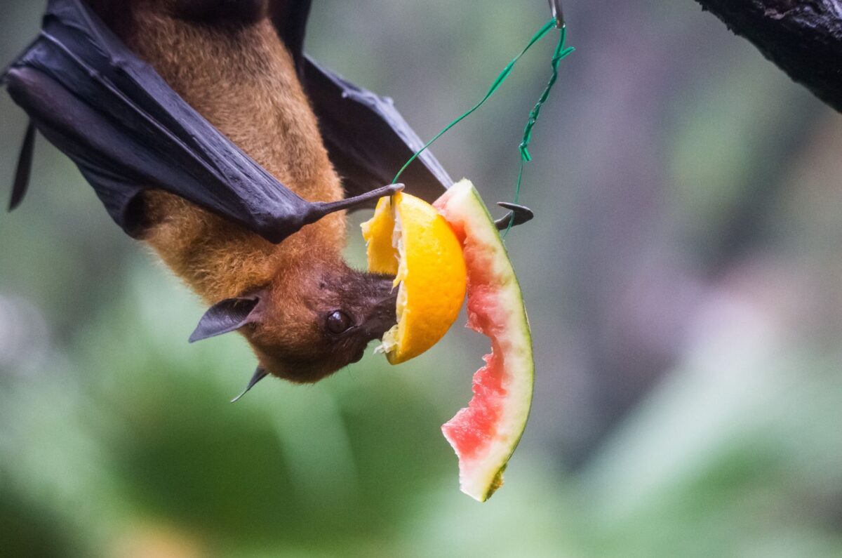 8 Animals That Live In Perfect Symbiosis With Others
