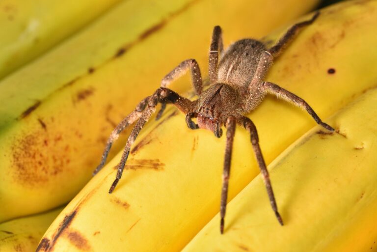 9 Of The Most Dangerous Spiders Ranked By Their Venom Strength