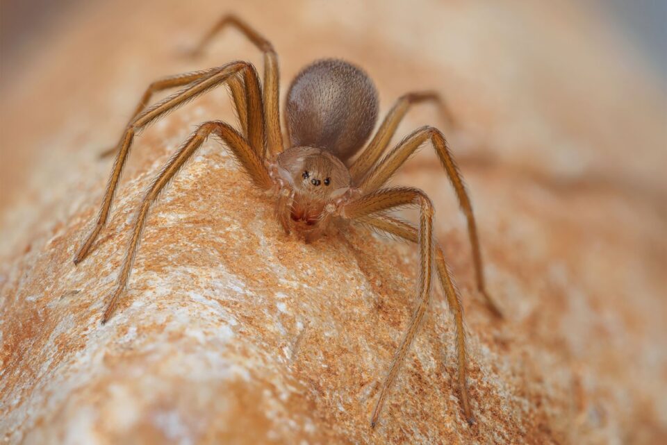 9 Of The Most Dangerous Spiders Ranked By Their Venom Strength