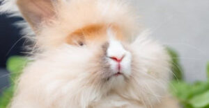 Bunny Facts: 24 Fascinating Things You May Not Have Known About The ...