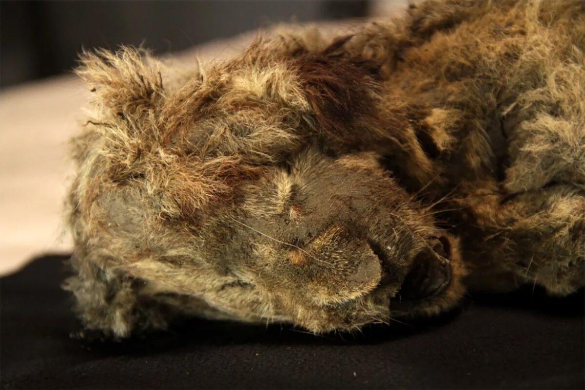 9 Ancient Animals Preserved Perfectly In Ice