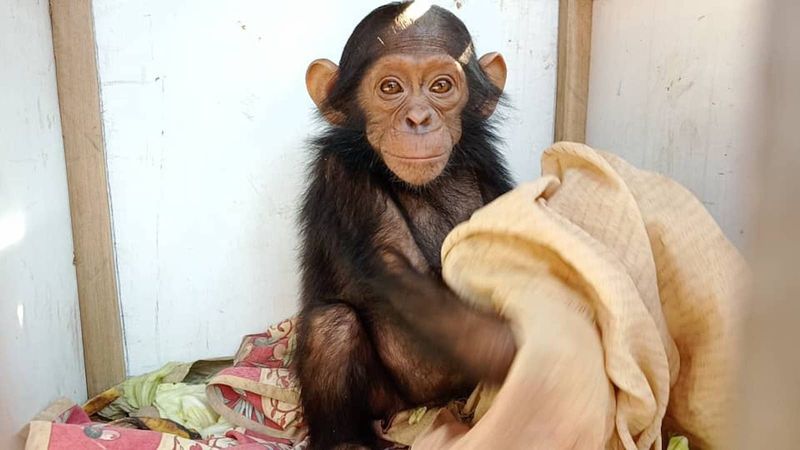 21 Most DANGEROUS Animals Kept As Pets Animalko 21 Most DANGEROUS Animals Kept As Pets Animalko