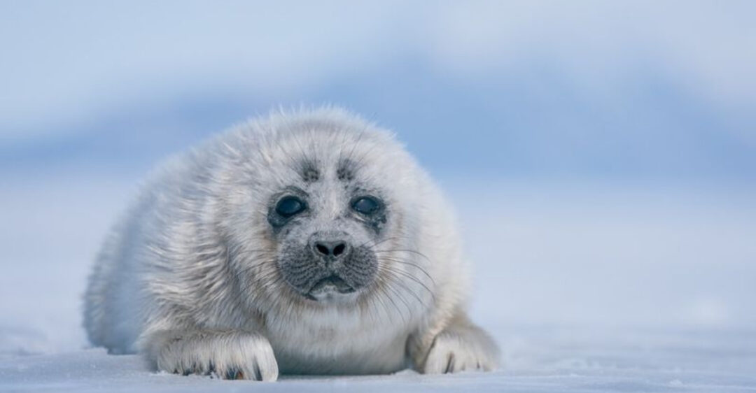 Discover 13 Amazing Plants And Animals From Remote Corners Of The Earth