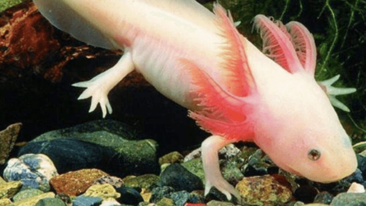 15 Unique And Rare Animals That Capture Everyone's Attention - Animalko