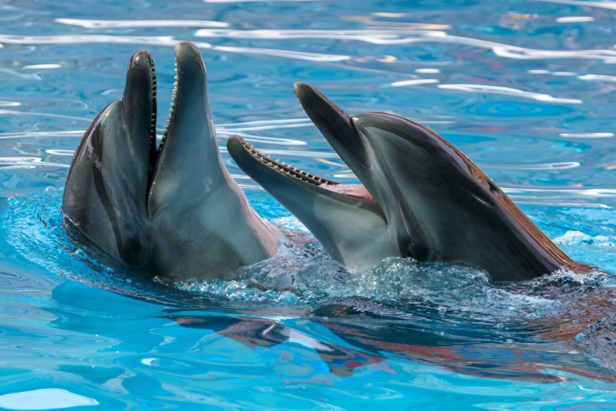 12 Animals That Are Surprisingly Emotional And Compassionate