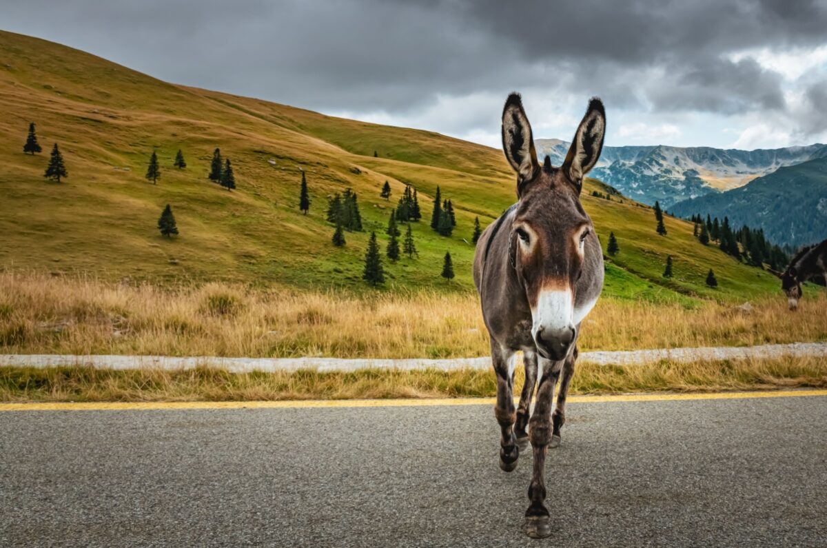 17 Animals That Can Easily Scare Off Coyotes