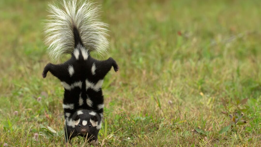 Fluff, Fur, And Feathers: 16 Most Adorable Animals In North America