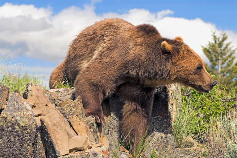 5 Most Peaceful And 5 Most Dangerous Bears You’ll Find In North America ...